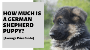 How Much Is A German Shepherd Puppy? [Average Price Guide]