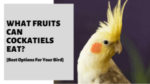 What Fruits Can Cockatiels Eat? [Best Options For Your Bird]