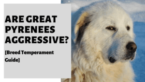 Are Great Pyrenees Aggressive? [Breed Temperament Guide]