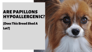 Are Papillons Hypoallergenic? [Does This Breed Shed A Lot?]