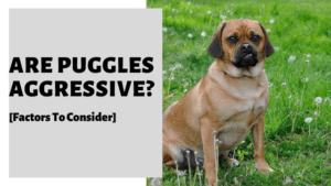 Are Puggles Aggressive? [Triggers And Prevention Strategies]