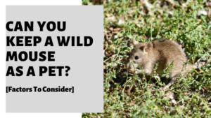 Can You Keep A Wild Mouse As A Pet? [Factors To Consider]