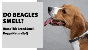 Do Beagles Smell? [Does This Breed Smell Doggy Naturally?]