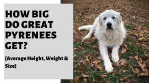 How Big Do Great Pyrenees Get? [Average Height, Weight & Size]
