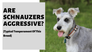 Are Schnauzers Aggressive? [Typical Temperament Of This Breed]
