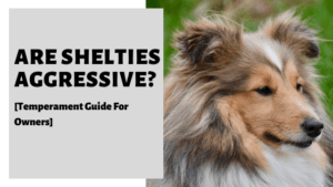 Are Shelties Aggressive? [Temperament Guide For Owners]