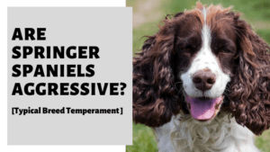 Are Springer Spaniels Aggressive? [Typical Breed Temperament ]