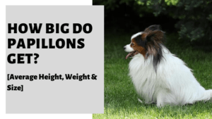 How Big Do Papillons Get? [Average Height, Weight & Size]
