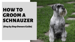 How To Groom A Schnauzer [Step by Step Owners Guide]