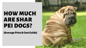 How Much Are Shar Pei Dogs? [Average Price & Cost Guide]