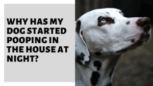 Why Has My Dog Started Pooping In The House At Night?