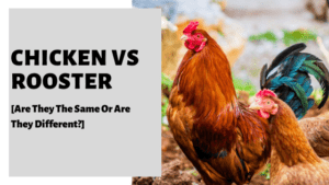 Chicken vs Rooster [Are They The Same Or Are They Different?]