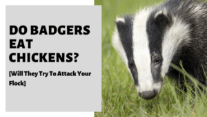 Do Badgers Eat Chickens? [Will They Try To Attack Your Flock]