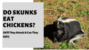 Do Skunks Eat Chickens? [Will They Attack & Can They Kill?]