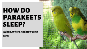 How Do Parakeets Sleep? [When, Where And How Long For?]