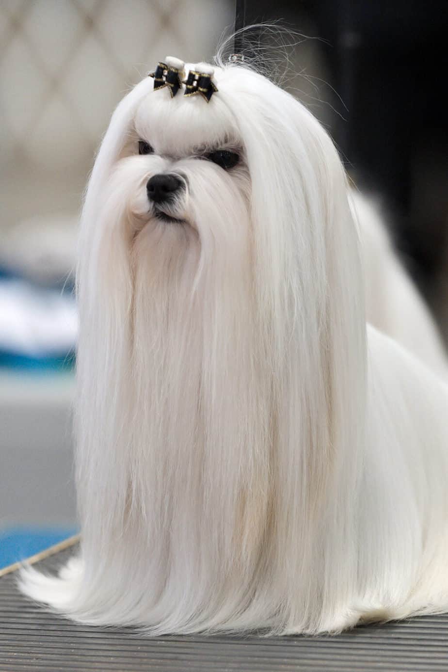 How Big Do Maltese Get? [Average Height, Weight And Size]