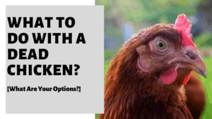 What To Do With A Dead Chicken? [What Are Your Options?]