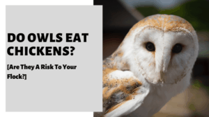 Do Owls Eat Chickens? [Are They A Risk To Your Flock?]