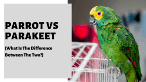 Parrot vs Parakeet [What Is The Difference Between The Two?]