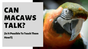 Can Macaws Talk? [Is It Possible To Teach Them How?!]