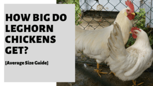 How Big Do Leghorn Chickens Get? [Average Size Guide]