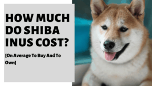 How Much Do Shiba Inus Cost? [On Average To Buy And To Own]
