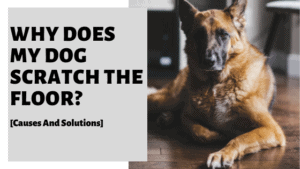 Why Does My Dog Scratch The Floor? [Causes And Solutions]