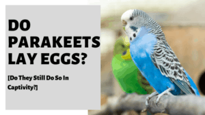 Do Parakeets Lay Eggs? [Do They Still Do So In Captivity?]
