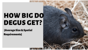 How Big Do Degus Get? [Average Size & Spatial Requirements]