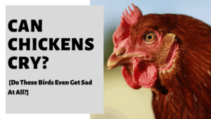 Can Chickens Cry? [Do These Birds Even Get Sad At All?]