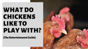 What Do Chickens Like To Play With? [The Entertainment Guide]
