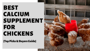 Best Calcium Supplement For Chickens [Top Picks & Buyers Guide]