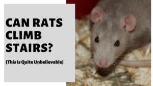 Can Rats Climb Stairs? [This Is Quite Unbelievable]