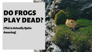 Do Frogs Play Dead? [This Is Quite Amazing]