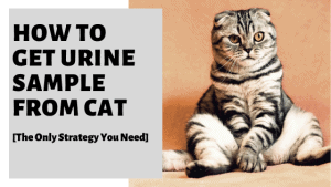 How To Get Urine Sample From Cat [The Only Strategy You Need]