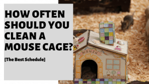 How Often Should You Clean A Mouse Cage? [The Best Schedule]