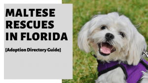 Maltese Rescues In Florida [Adoption Directory Guide]