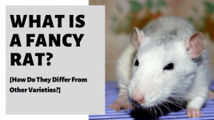 What Is A Fancy Rat? [How Do They Differ From Other Varieties?]