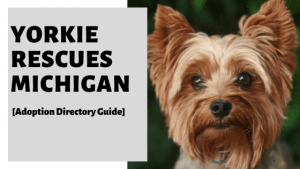 Yorkie Rescues Michigan [Adoption Directory Guide]
