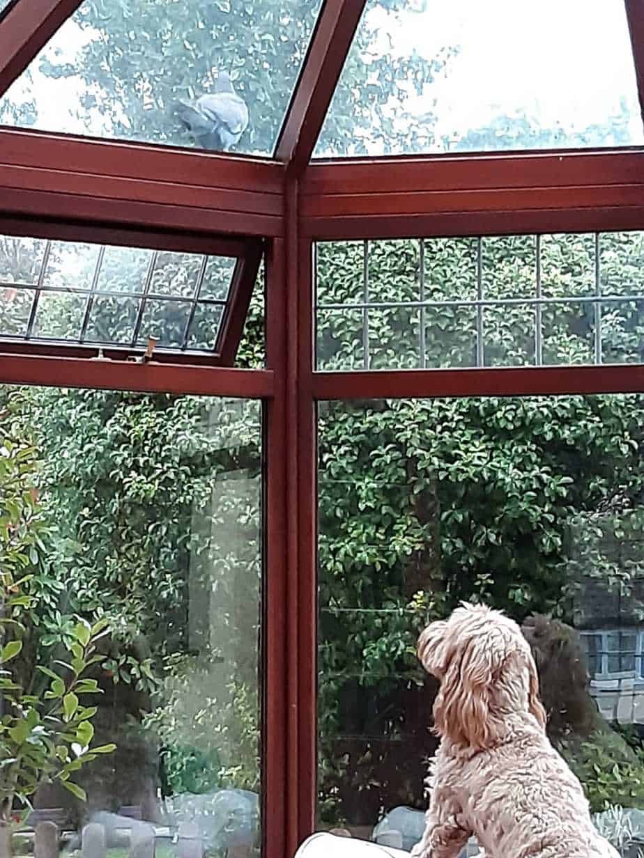 Are Cockapoos Aggressive? [Insights From A Current Owner]