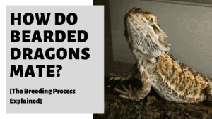 How Do Bearded Dragons Mate? [Breeding Process Explained]