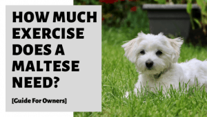 How Much Exercise Does A Maltese Need? [Guide For Owners]