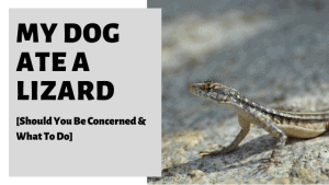 My Dog Ate A Lizard [Should You Be Concerned & What To Do]