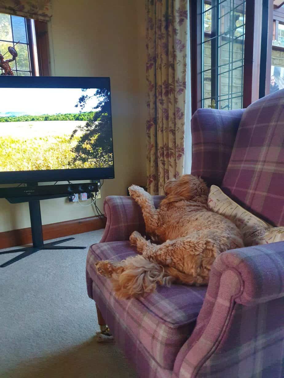 Are Cockapoos Aggressive? [Insights From A Current Owner]