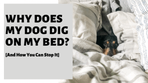 Why Does My Dog Dig On My Bed? [And How You Can Stop It]