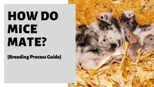 How Do Mice Mate? [Breeding Process Guide]
