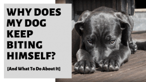 Why Does My Dog Keep Biting Himself? [And What To Do About It]