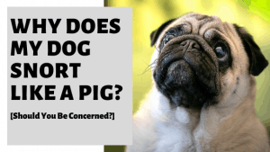 Why Does My Dog Snort Like A Pig? [Should You Be Concerned?]