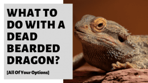 What To Do With A Dead Bearded Dragon? [All Of Your Options]