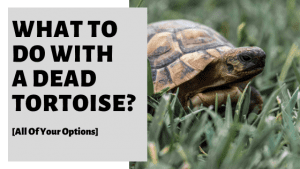 What To Do With A Dead Tortoise? [All Of Your Options]